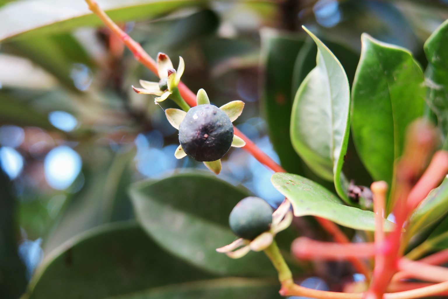 原生樹木與動物的共生關係 - Parks and Trails